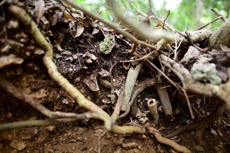 The Mystery of the Tumuli – Popular Archeology