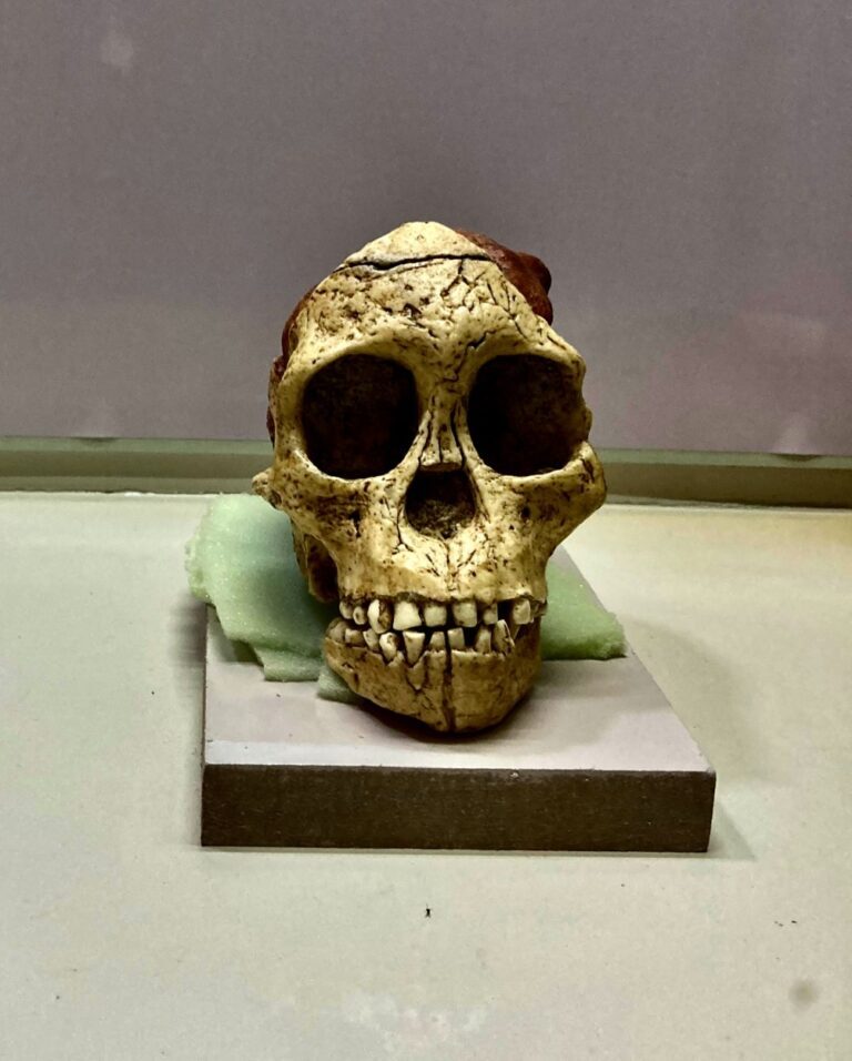 The Taung Child, Revisited – Popular Archeology